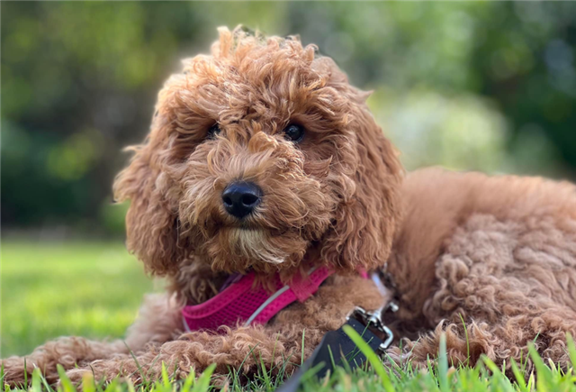 School Dog — Gateways School