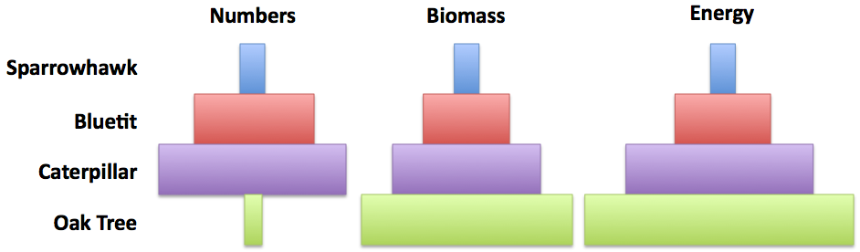 4. Ecological pyramids — Gateways School